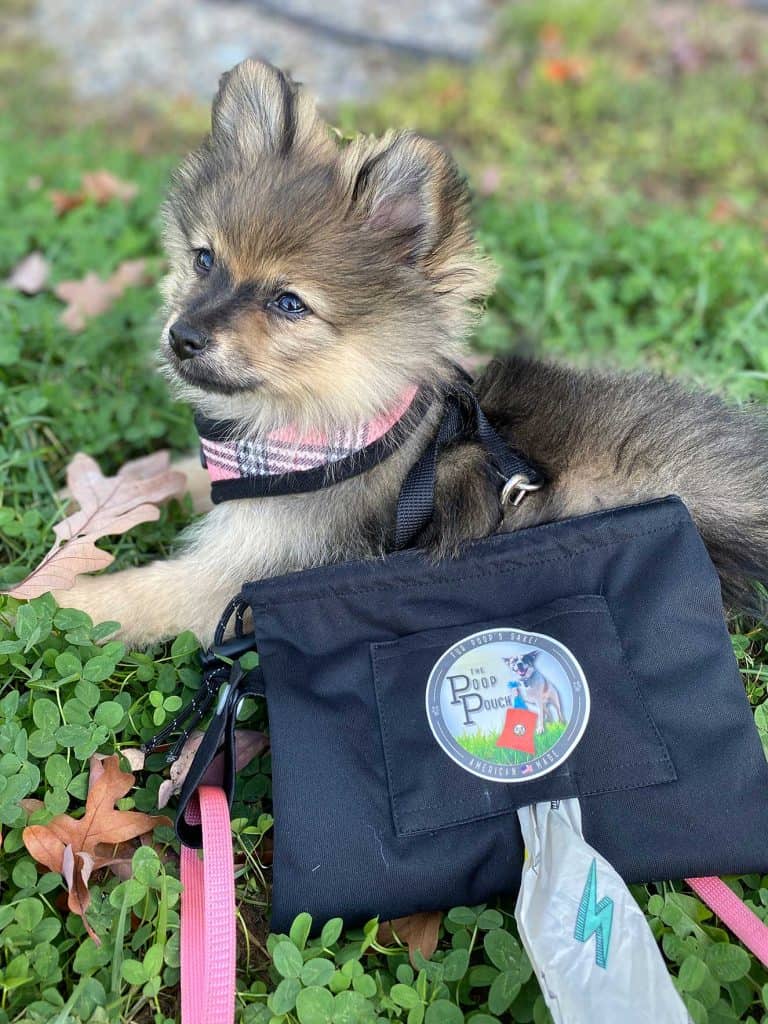 The Poop Pouch - South Shore Home, Life & Style