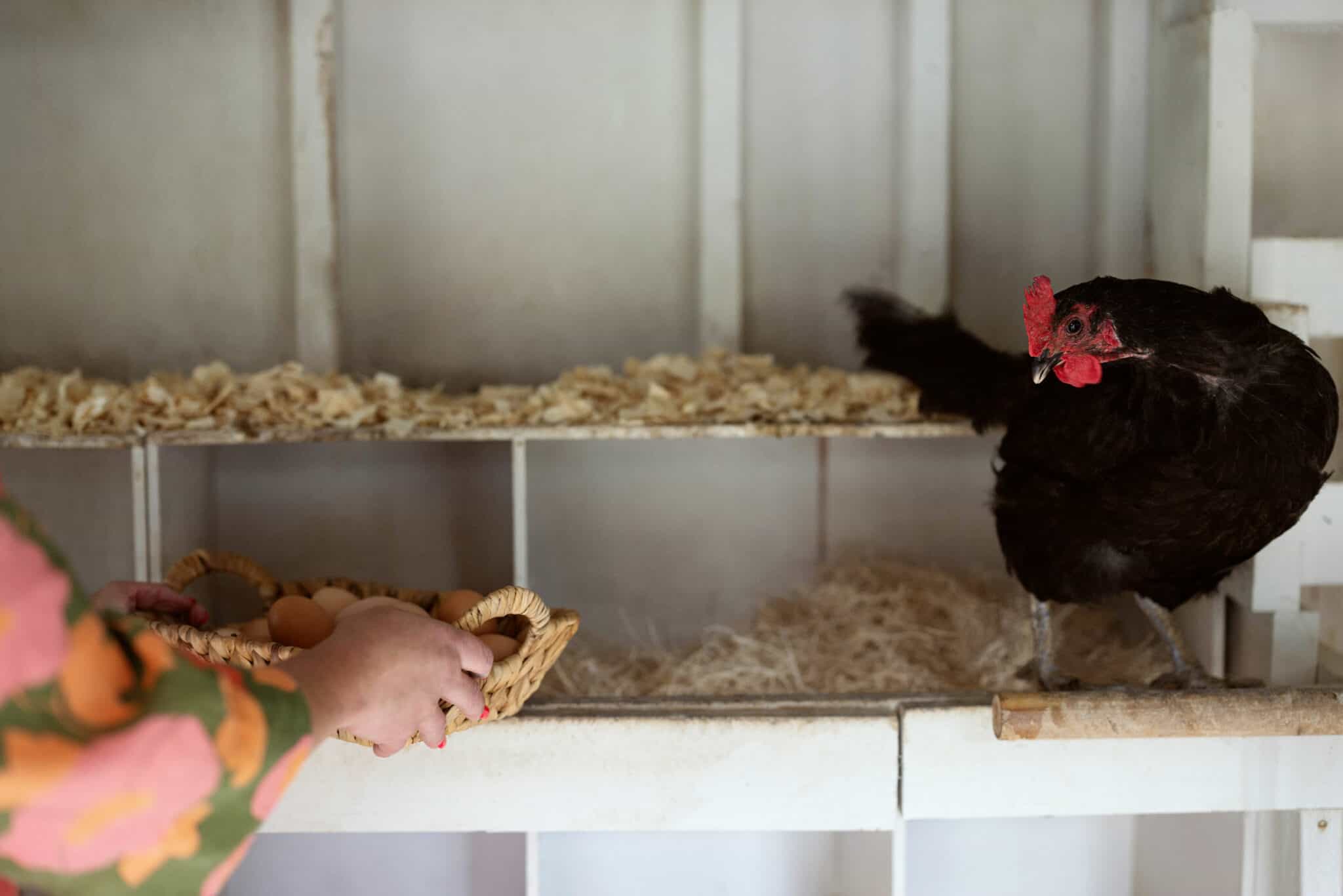 Renaissance Woman and her Poultry Palace - South Shore Home, Life & Style